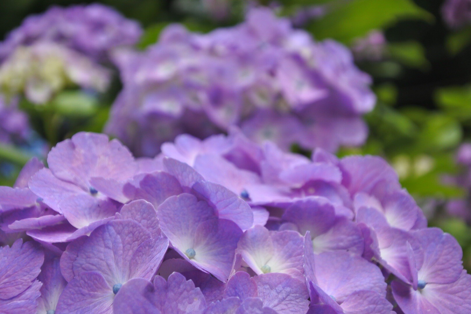 2022.06.16(木) 12:50 / モンチさんのモーメント | YAMAP / ヤマップ