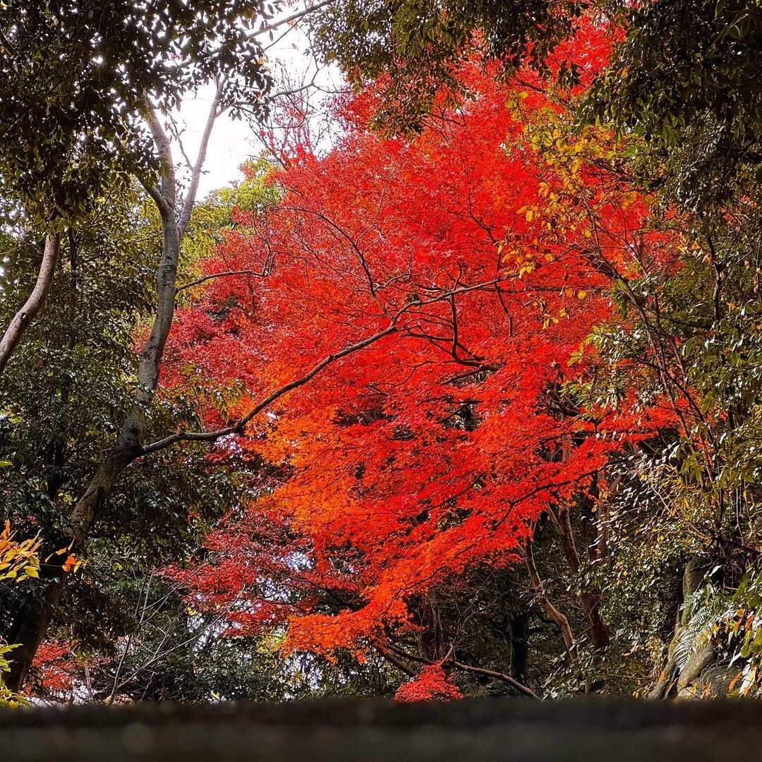 雨上がりの午後、ふらっと吾妻山へ。 し... / mooさんのモーメント | YAMAP / ヤマップ