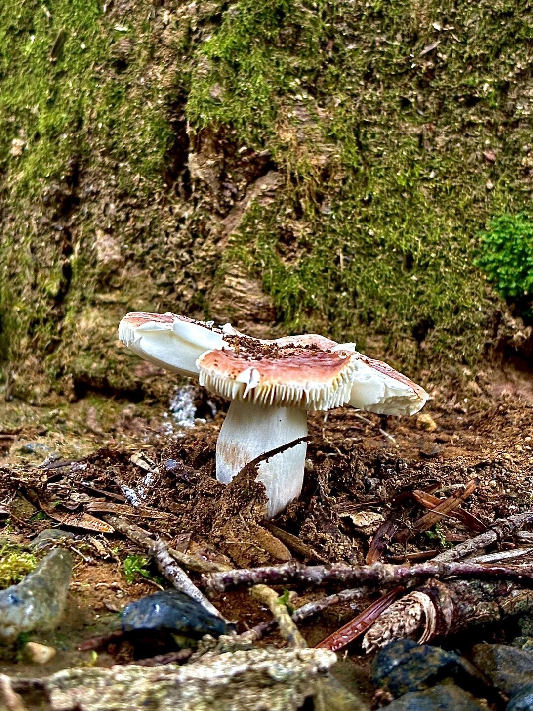 高尾山・稲荷山 / fum tomさんの高尾山・陣馬山・景信山の活動データ | YAMAP / ヤマップ