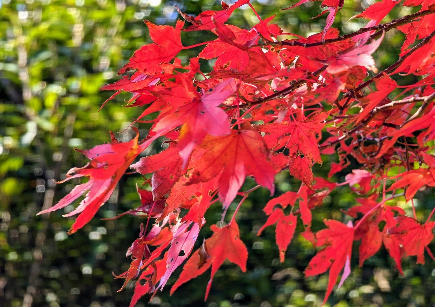 Mt. Homan Autumn colours hike 愛嶽山・宝満山 / jaykyushuhikingさんの宝満山・三郡山・若杉山の活動データ | YAMAP / ヤマップ