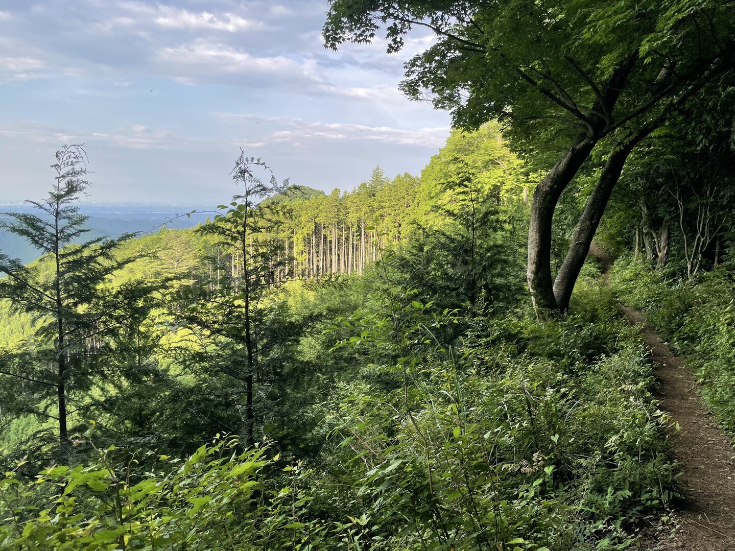 【熊に遭遇‼︎奥多摩縦走（後半）】都民の森〜三頭山〜御前山〜大岳山〜御嶽山〜日の出山〜武蔵五日市駅 三頭山・槇寄山・土俵岳の写真43枚目