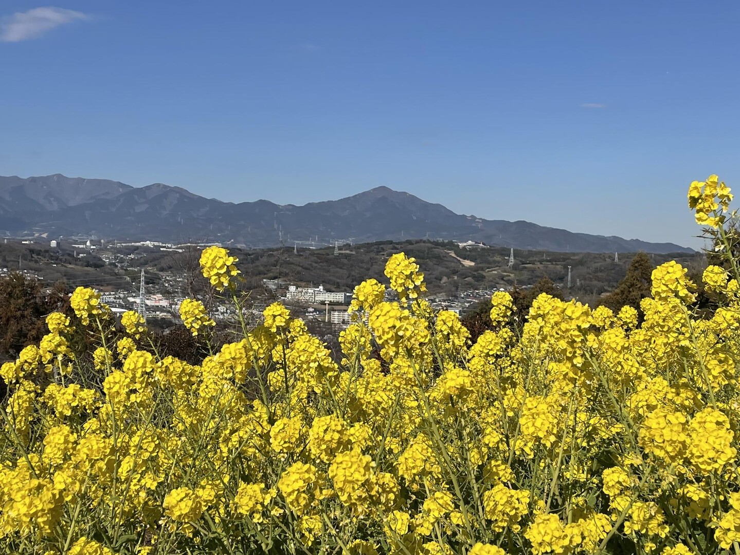 吾妻山 菜の花と富士山とローラー滑り台 / Mikityさんの高麗山・湘南平・鷹取山の活動データ | YAMAP / ヤマップ