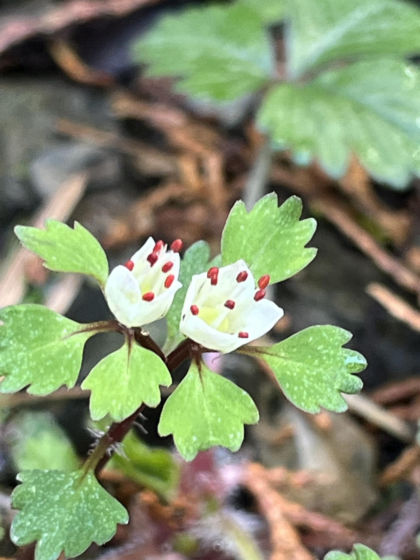 神変山・高尾山 / Marioさんの高尾山・陣馬山・景信山の活動データ | YAMAP / ヤマップ