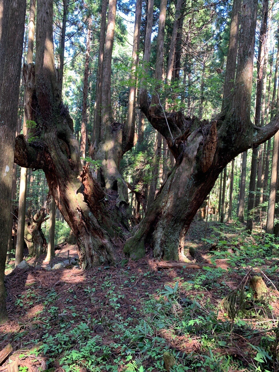 蕪山 / nexusさんの蕪山の活動データ | YAMAP / ヤマップ