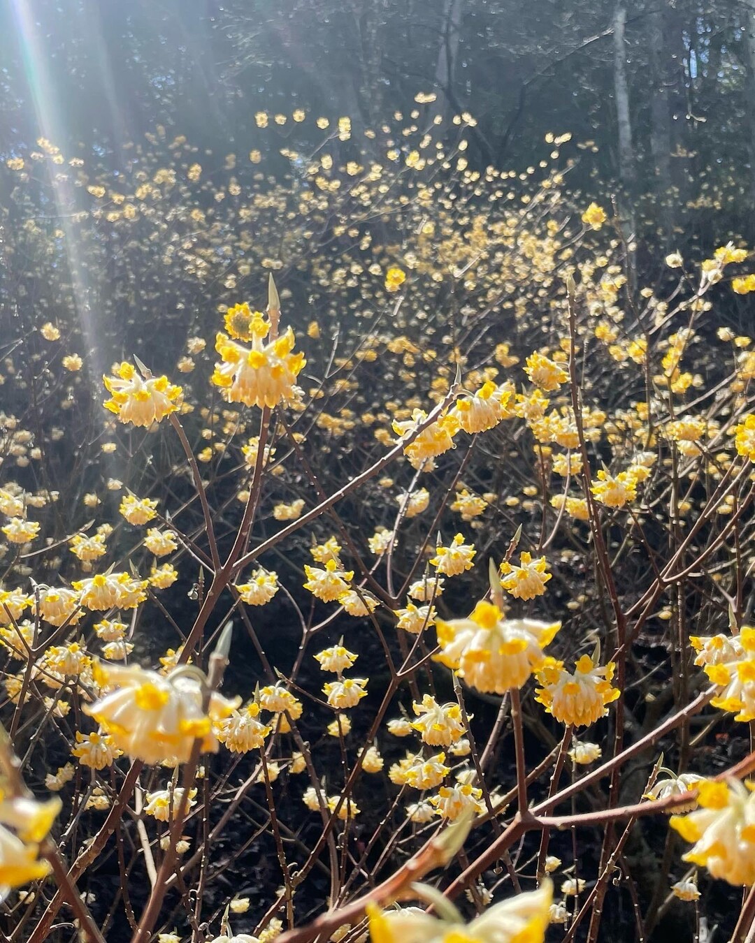 yellow 都留アルプス:ミツマタ群生地 / かずえさんの御正体山・杓子山・石割山の活動データ | YAMAP / ヤマップ