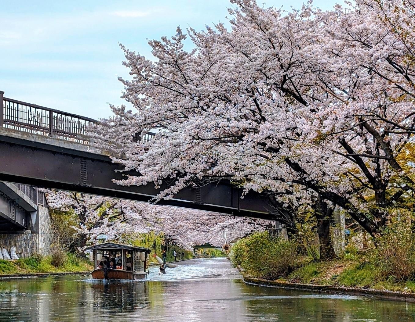 “君の膵臓をたべたい” 映画のポスターに... / norisukeさんのモーメント | YAMAP / ヤマップ