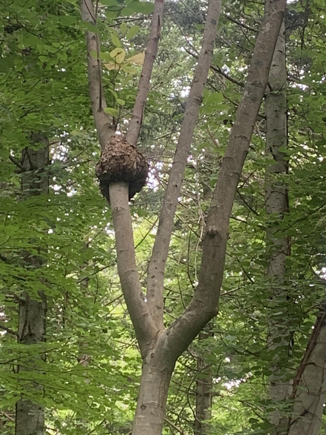 3 MILES CLUBで 四十三山（明治新山） / Raraさんの有珠山の活動データ | YAMAP / ヤマップ