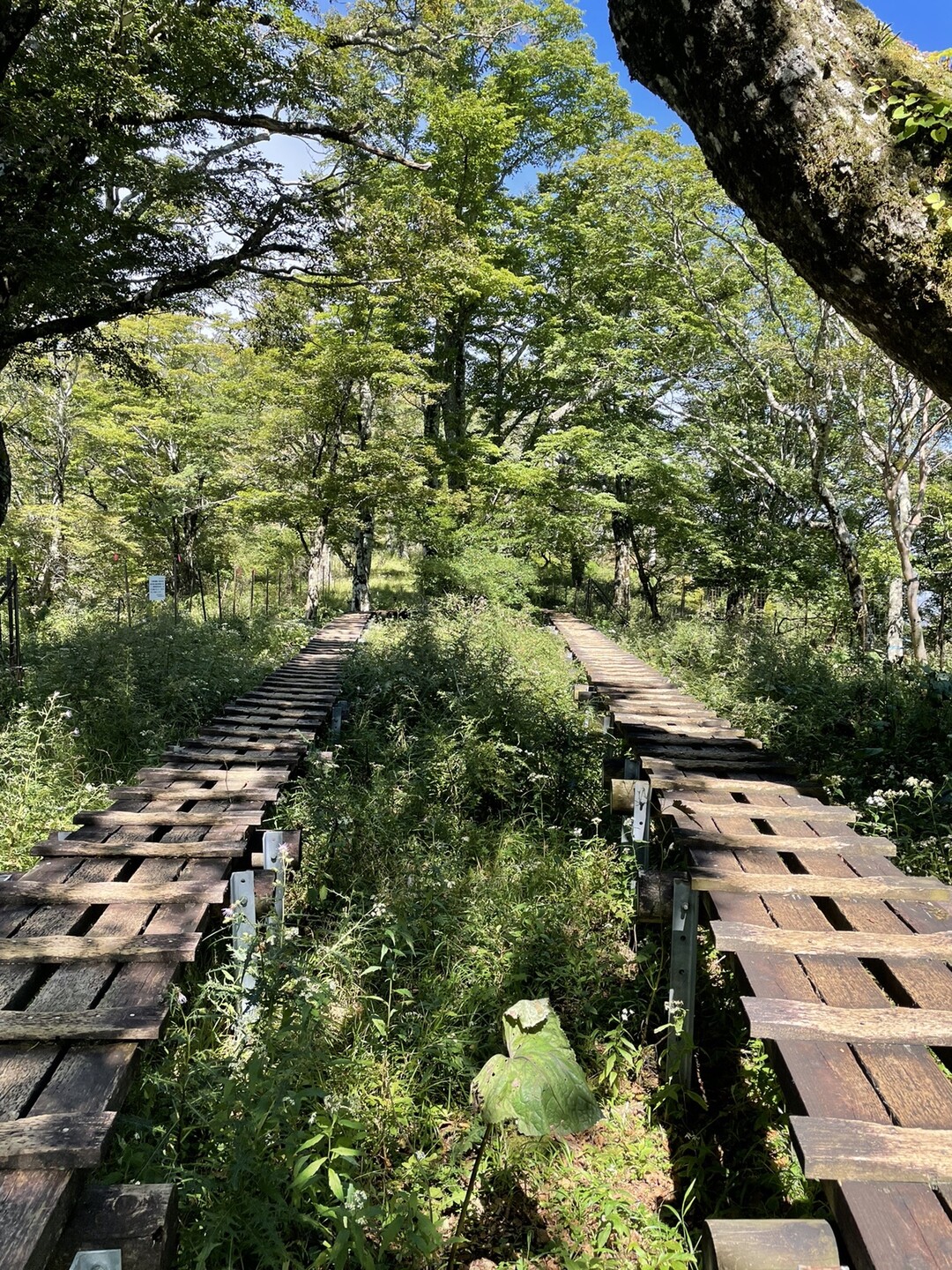 西丹沢・檜洞丸トレーニング-2022-09-11 / mimiパパさんの登山の活動データ | YAMAP / ヤマップ