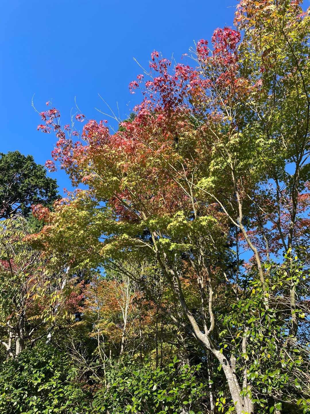 滋賀→京都縦走プラン‼️ 登山久々の彼女... / silkoさんのモーメント | YAMAP / ヤマップ