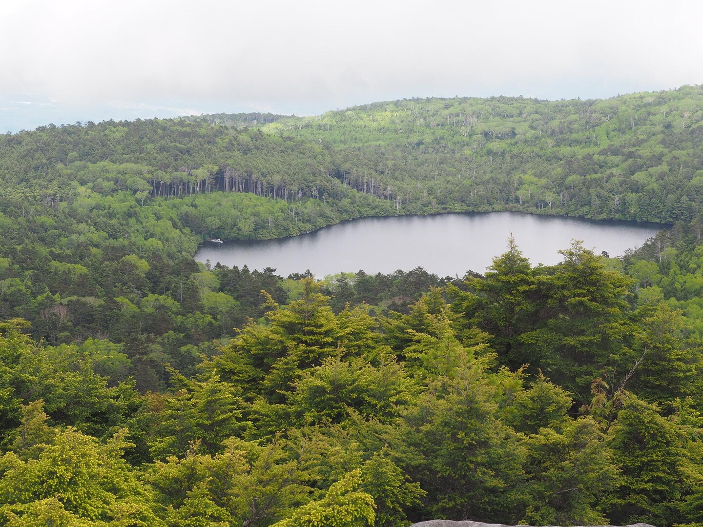 YY登山部 梅雨時期のコケ鑑賞&ニュウ登山 / YYさんの八ヶ岳（赤岳・硫黄岳・天狗岳）の活動データ | YAMAP / ヤマップ