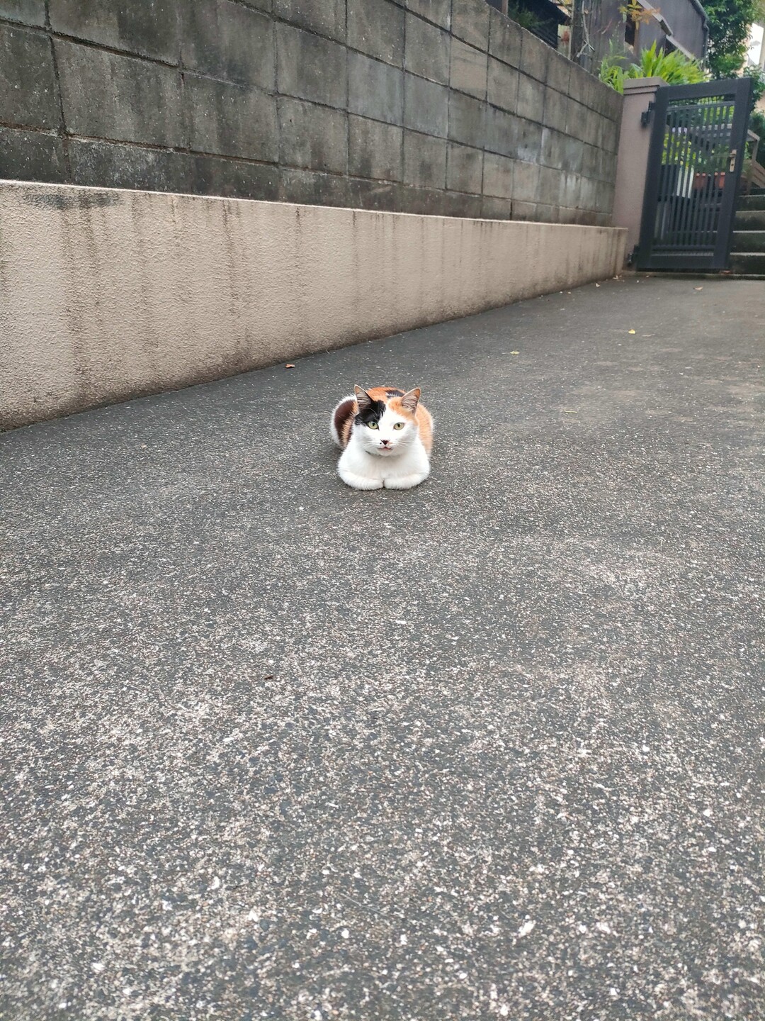 ややまだけと、宝満と天神をjog🏃🏻‍♀️💨 / sol..さんの弥山岳の活動データ | YAMAP / ヤマップ