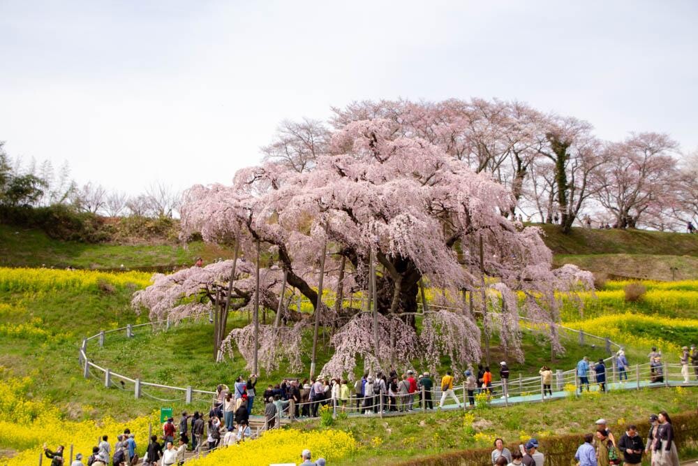 今年の桜をあまり出せてませんでした。まと... / Kei2022さんのモーメント | YAMAP / ヤマップ