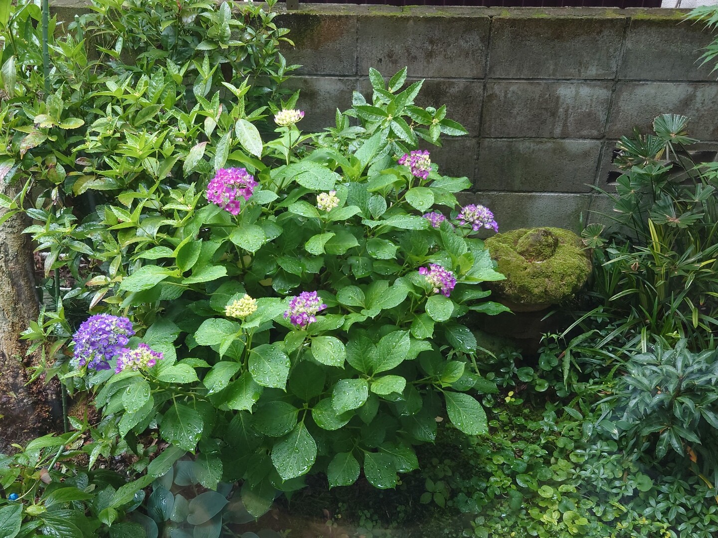 今日の日光連山は雨で見えません 実家の紫... / N-saruさんのモーメント | YAMAP / ヤマップ