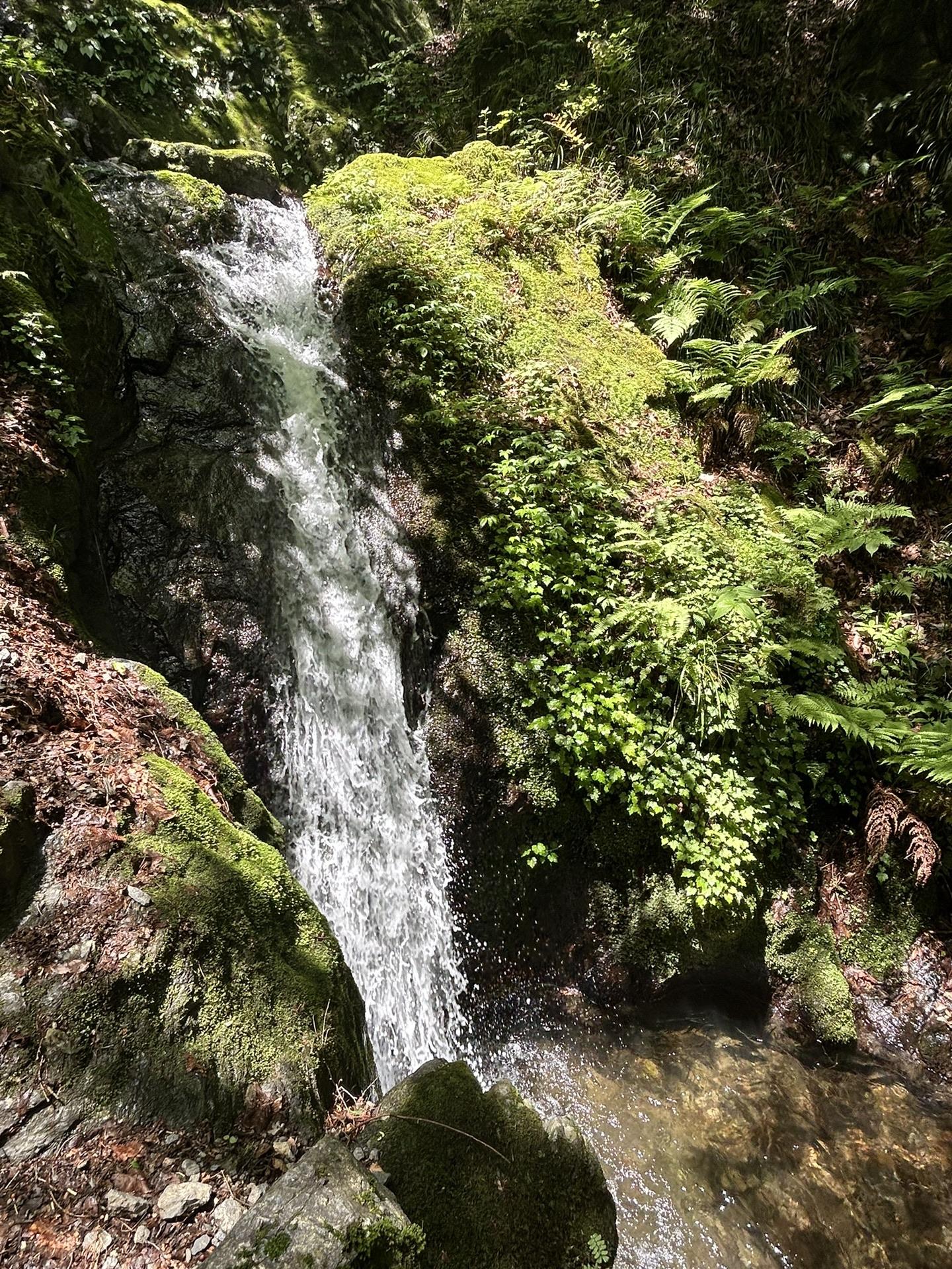 棒ノ嶺（棒ノ折山）・ 沢歩き 】 / skipさんの棒ノ折山（棒ノ嶺）の活動データ | YAMAP / ヤマップ