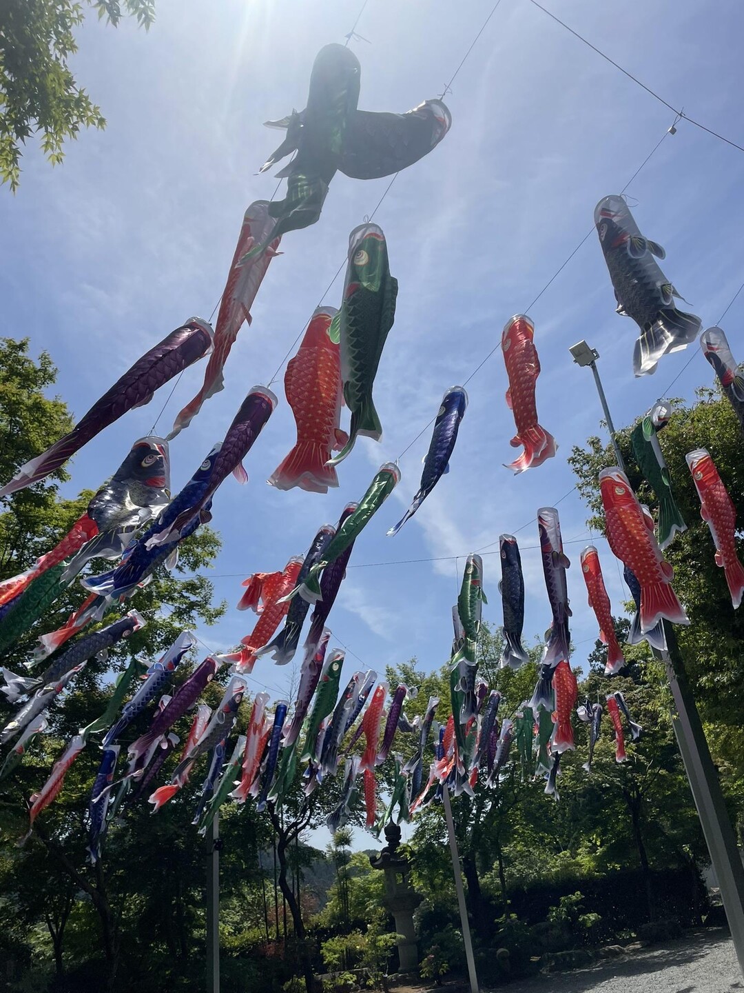 宝徳寺 春の床もみじ🍁見てきました😊... / 10827さんのモーメント | YAMAP / ヤマップ