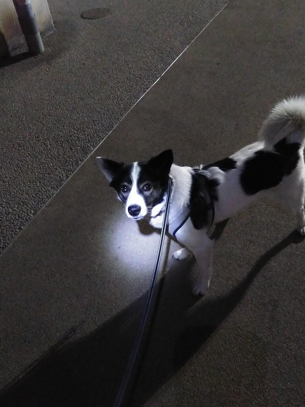 Dog Evening わたしは元気で... / もみじ🐺パパ😎さんのモーメント | YAMAP / ヤマップ