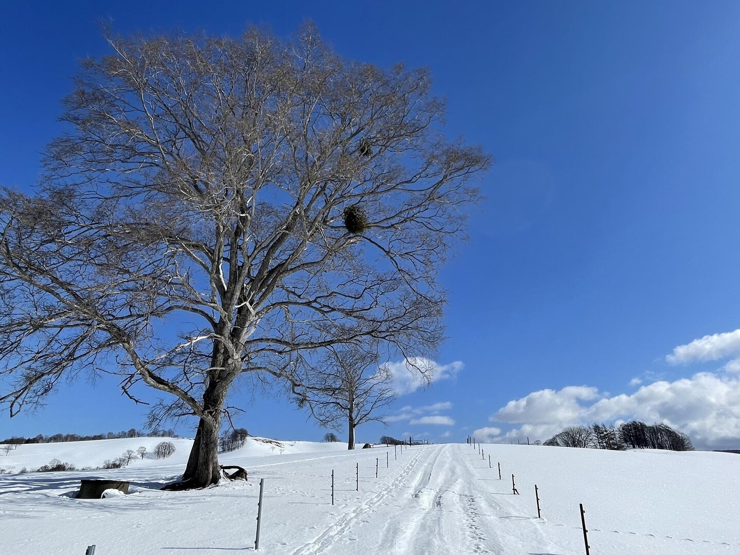 丸加山 / mameさんの音江山・沖里河山の活動データ | YAMAP / ヤマップ