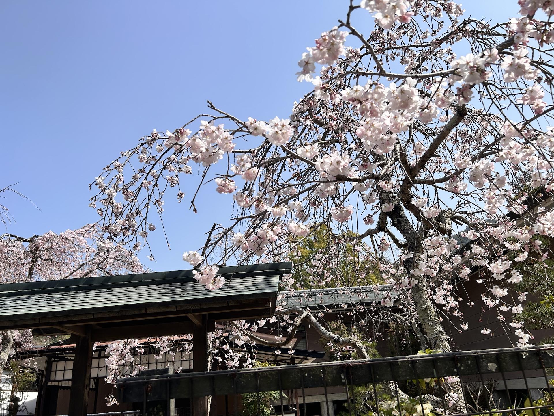 宮島シーカヤック NOSSIE 春の宮島... / yama_jyoさんのモーメント | YAMAP / ヤマップ