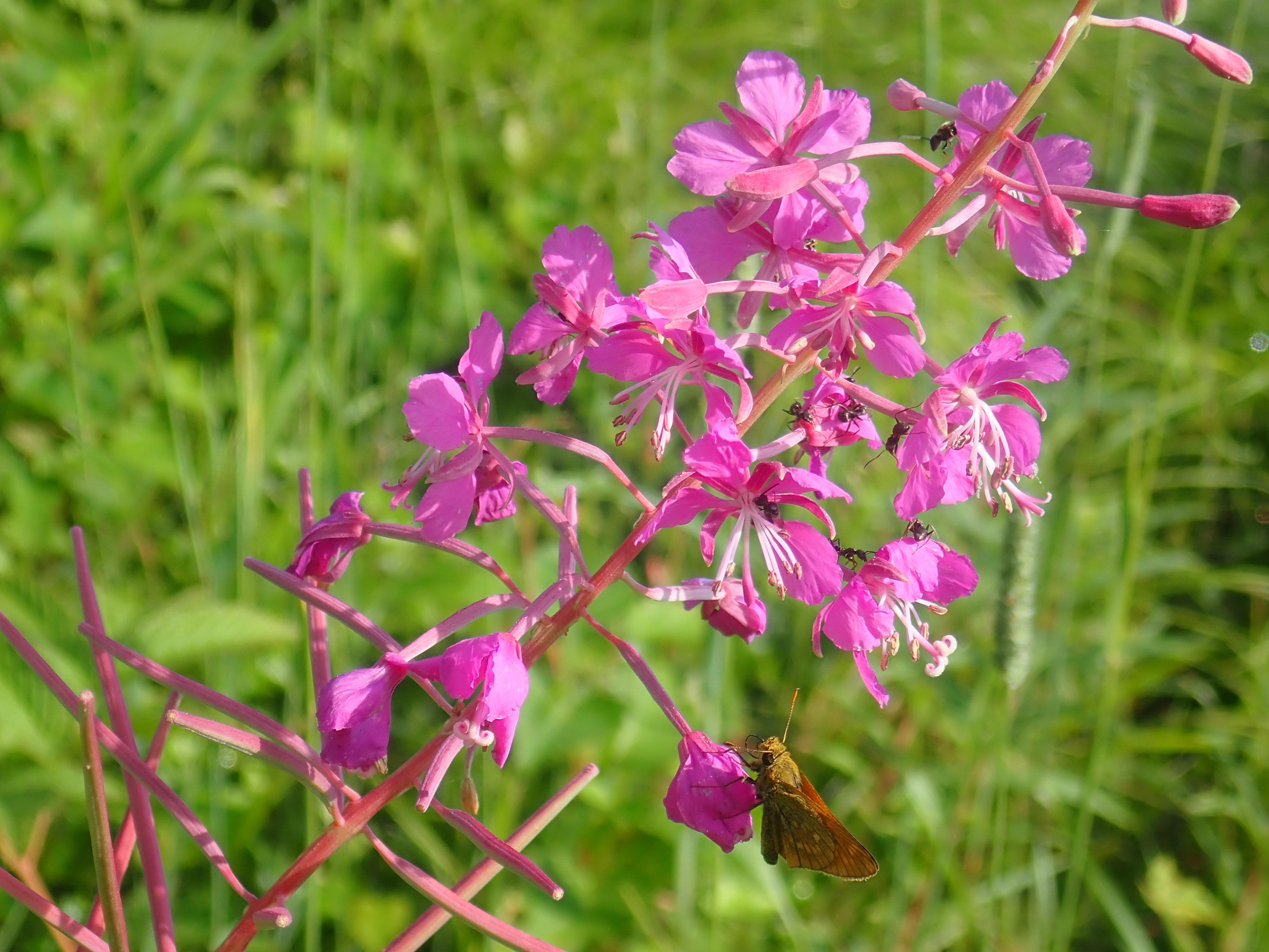 Fire weedを追って② 手稲山・ネオパラ / Syoさんの札幌市の活動データ | YAMAP / ヤマップ