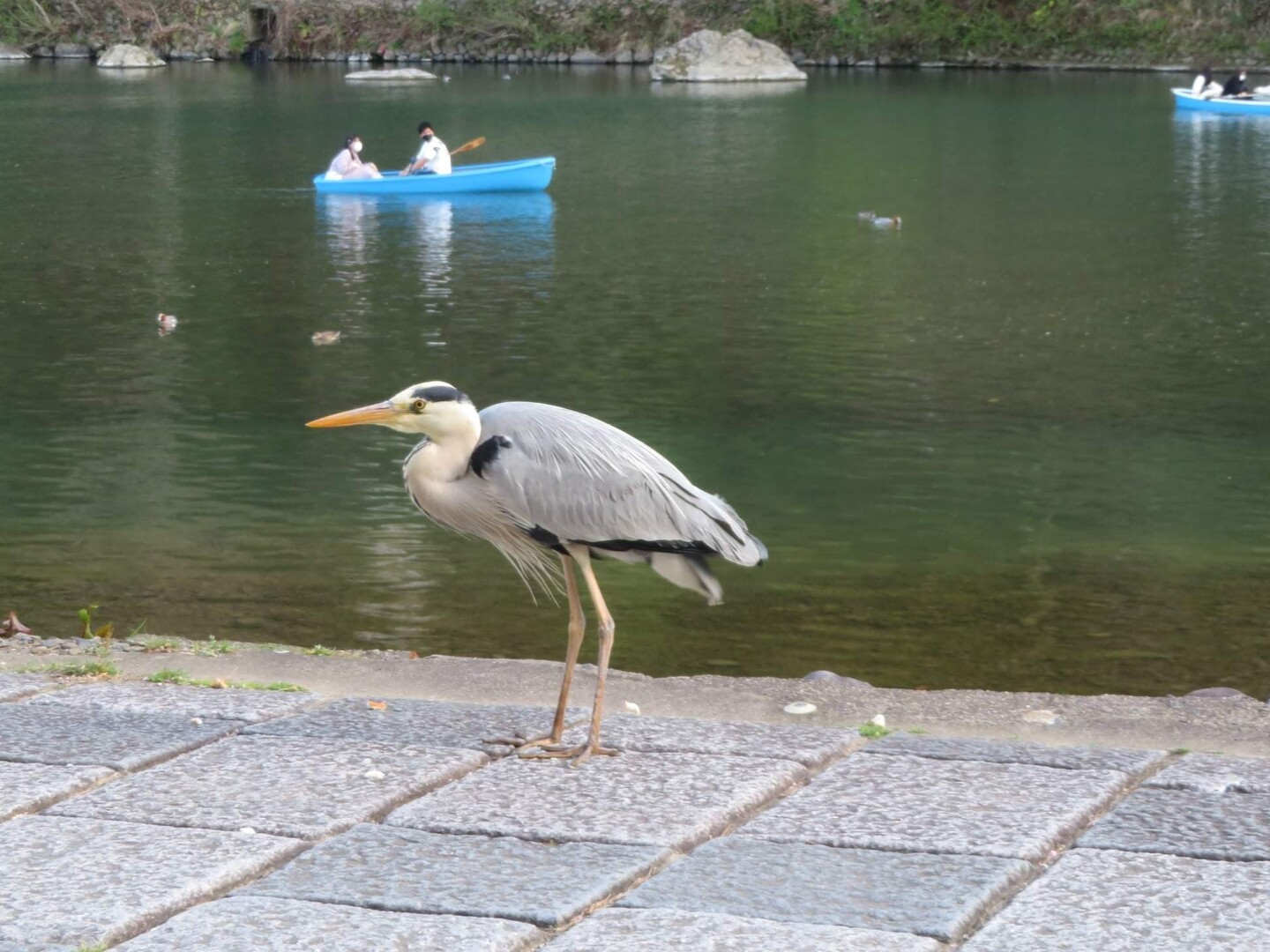 🎵 木漏れ日にろ漕ぐ二人夏近し 悟空2... / kyoyamaさんのモーメント | YAMAP / ヤマップ