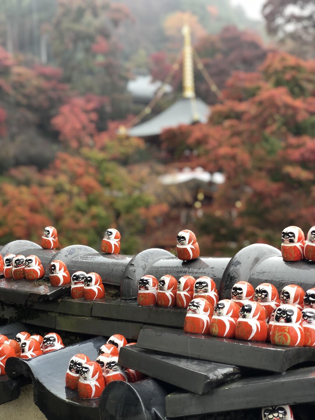 勝尾寺-2022-11-13 / うおずさんのウォーキングの活動データ | YAMAP / ヤマップ