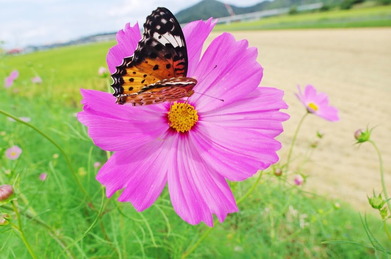 みなさんのコスモスに関する投稿が多くなっ... / ichiさんのモーメント | YAMAP / ヤマップ