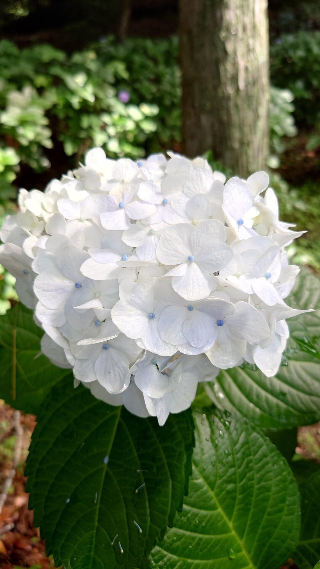 高良山 もみじ谷にて あじさい祭り開催中... / ｼﾞｭﾝﾊﾟﾁさんのモーメント | YAMAP / ヤマップ