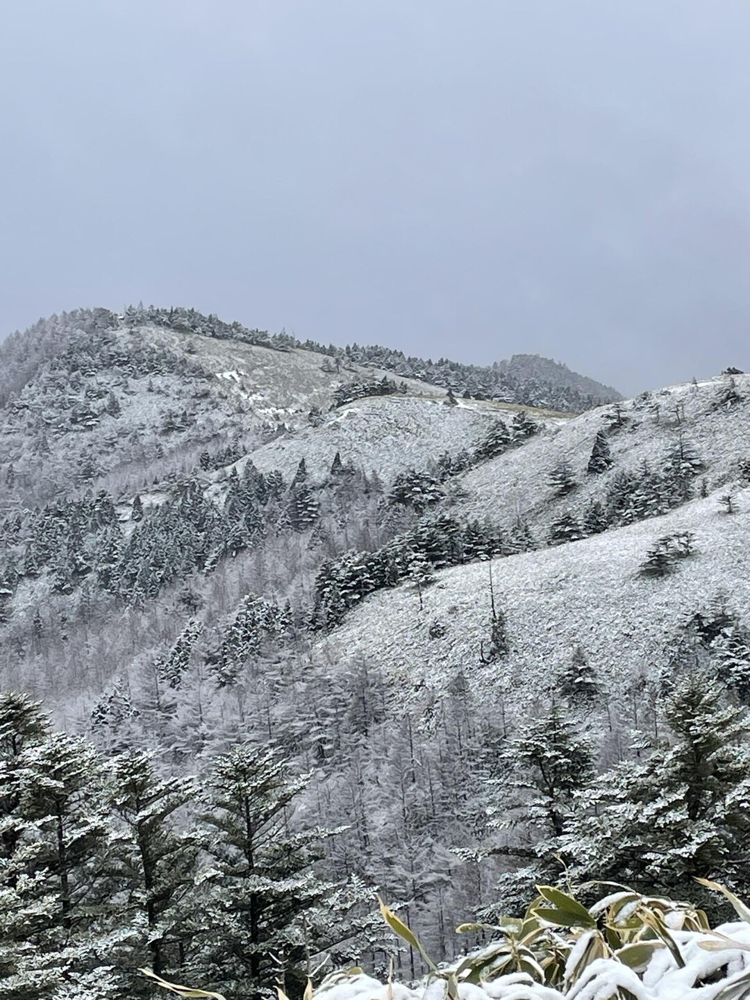 新年1発目は毎年恒例の富士見台 / motovskyさんの恵那山・大判山・神坂山の活動データ | YAMAP / ヤマップ
