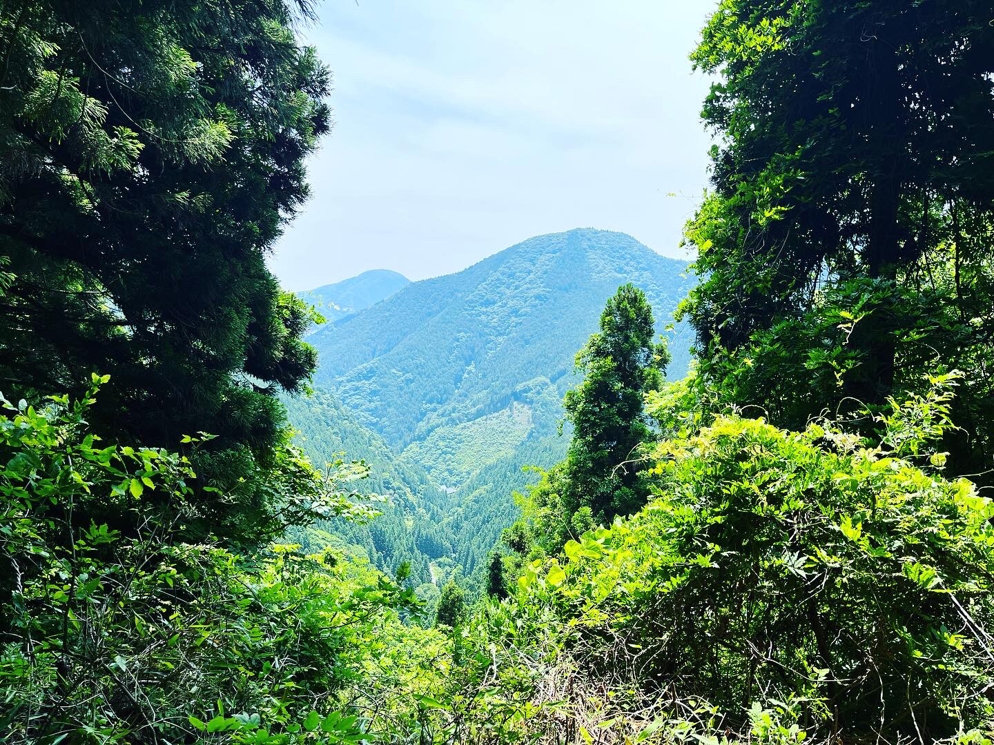 浅間嶺は暑かった。途中、猿が🐒4〜5匹... / あつこさんのモーメント | YAMAP / ヤマップ