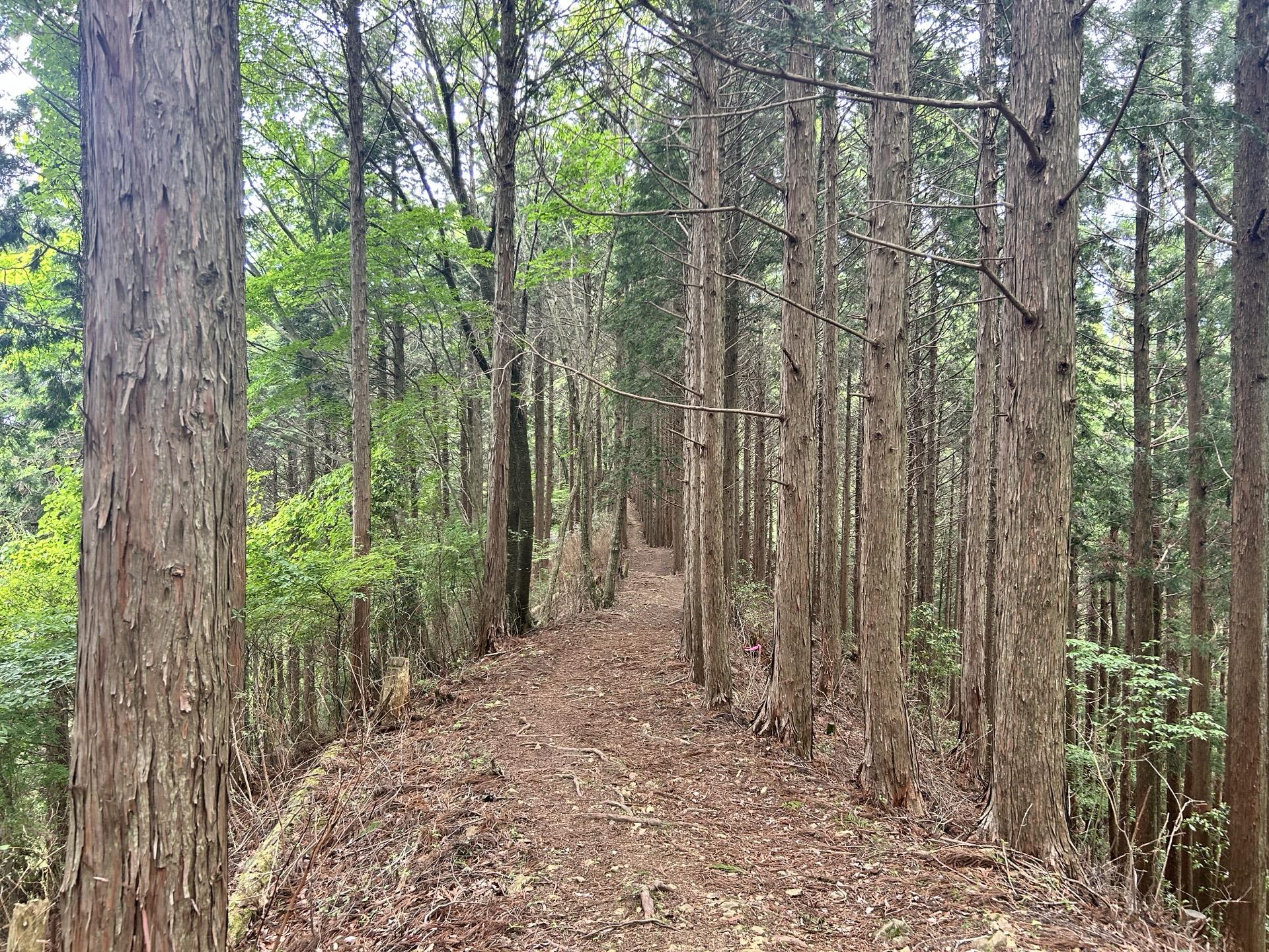 摩尼山・楊柳山・転軸山 / Minaさんの弘法大師の道の活動データ | YAMAP / ヤマップ