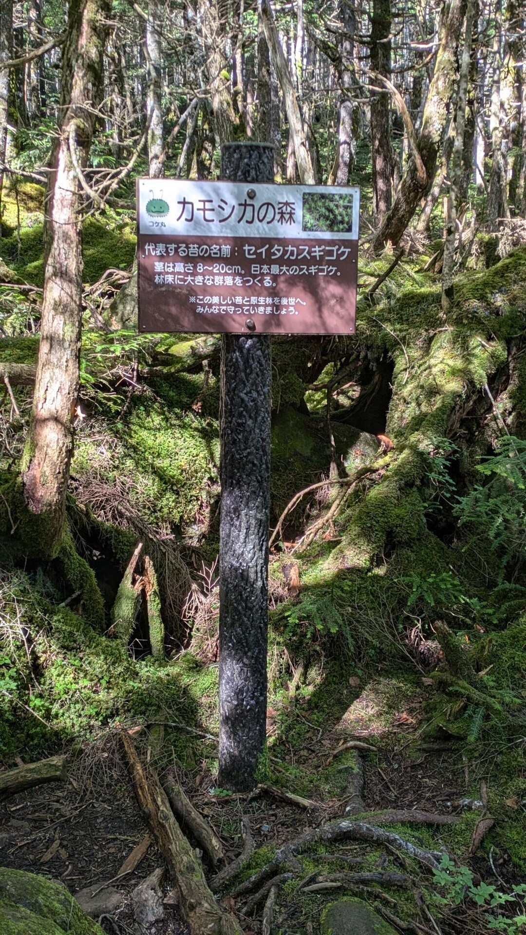 Hectorさんの投稿したフィールドメモ | YAMAP / ヤマップ