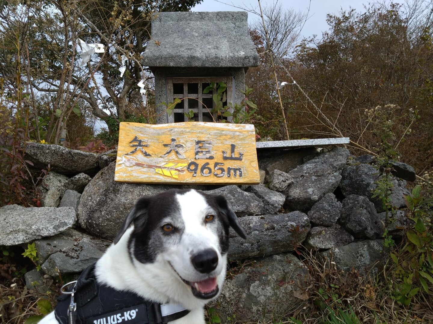 矢大臣山 / kuru−ruさんの矢大臣山・鬼ヶ城山の活動データ | YAMAP / ヤマップ