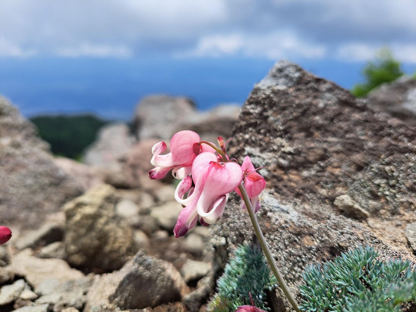 それぞれの三方ヶ峰🙋 / take2さんの湯ノ丸山・角間山・鍋蓋山の活動データ | YAMAP / ヤマップ