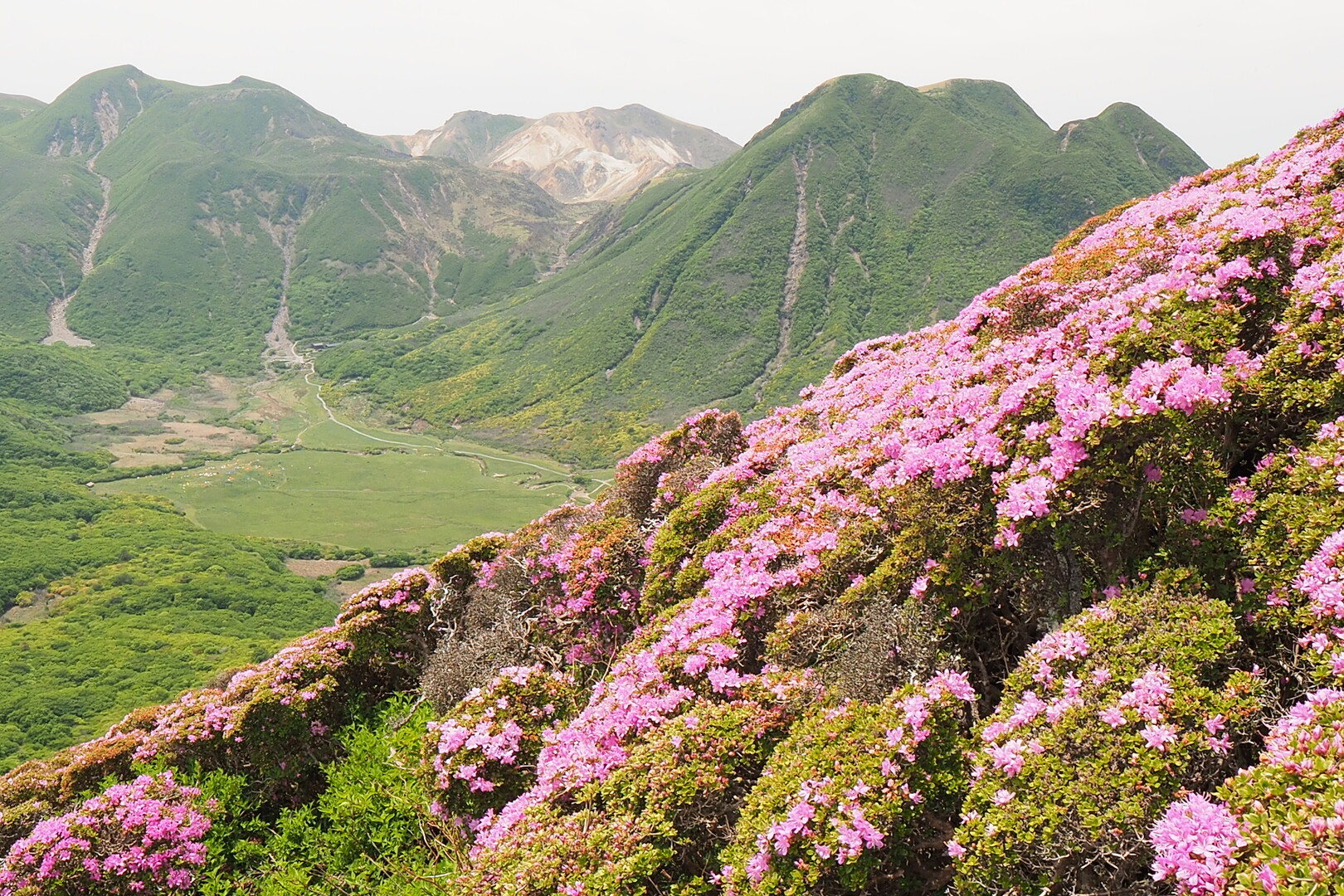 R4.5.28吉部→平治岳 / harabo904さんの九重山（久住山）・大船山・星生山の活動日記 | YAMAP / ヤマップ