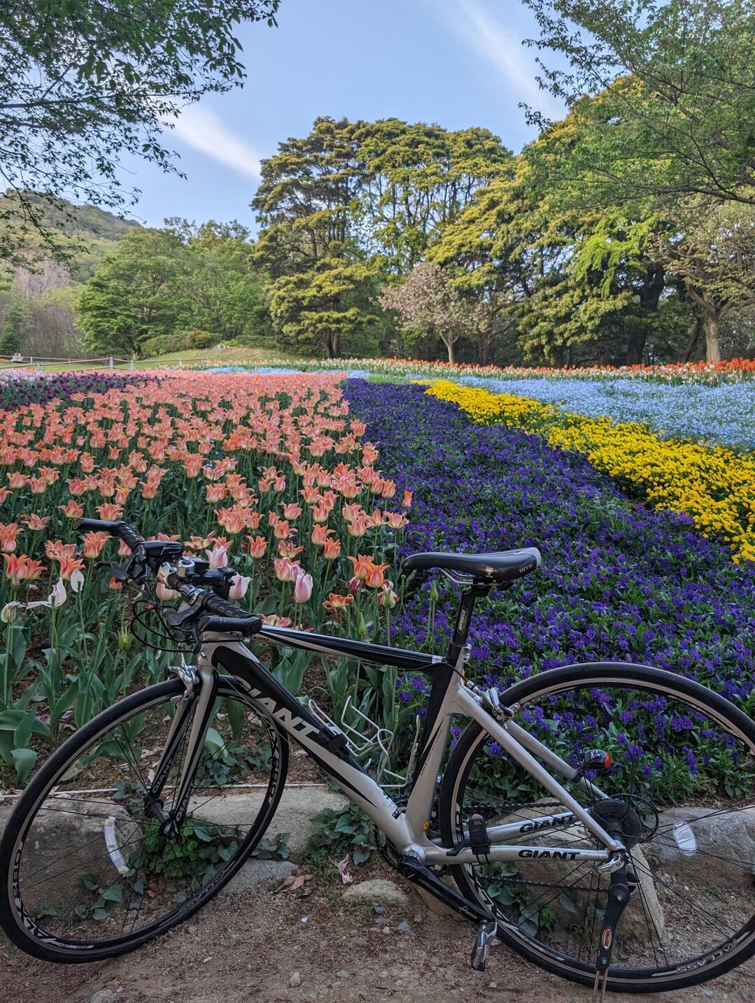 チャリ🚴‍♂️~火の山経由~帰宅 / k501さんの火の山・火の山公園・霊鷲山の活動データ | YAMAP / ヤマップ