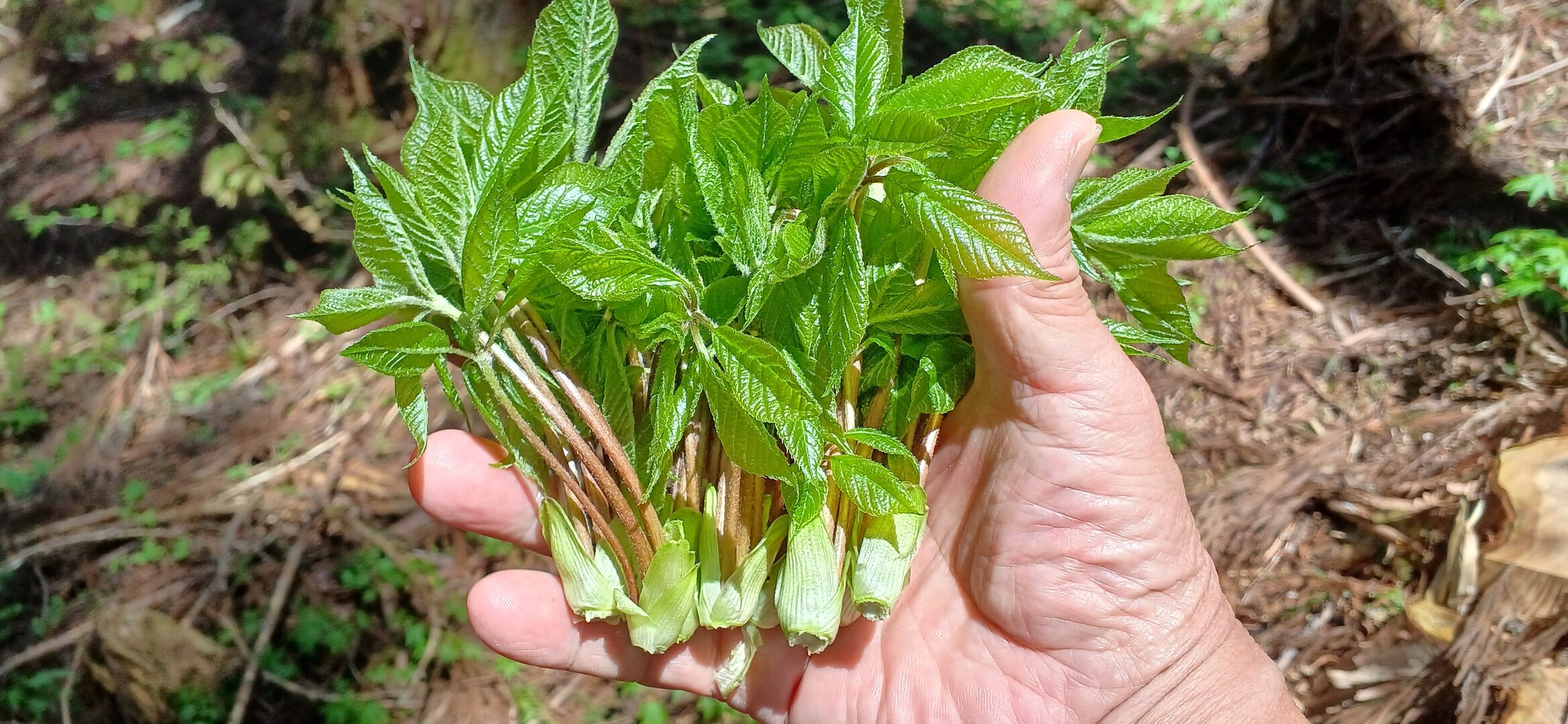 コシアブラもコゴミもだいぶ大きくなってい... / kikuさんのモーメント | YAMAP / ヤマップ