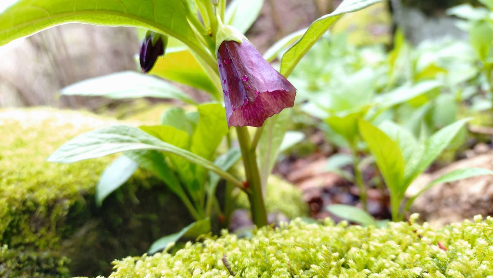 あっちもこっちもお祭り / akkiさんの英彦山の活動データ | YAMAP / ヤマップ