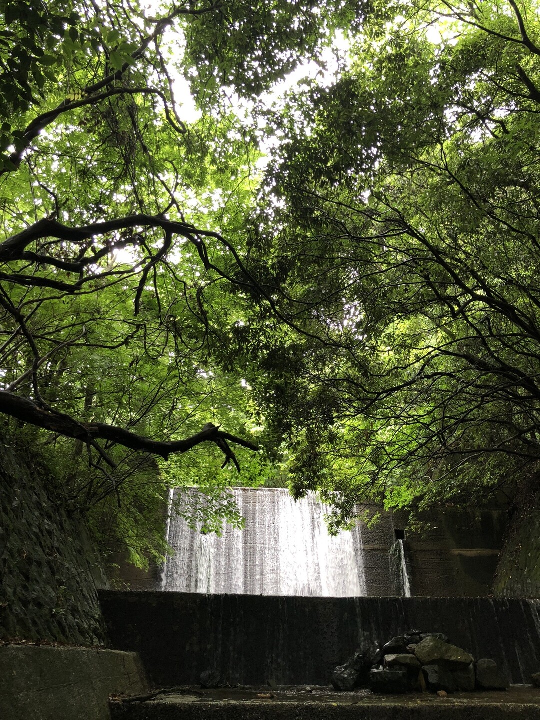 雨の合間にて 思わぬ収穫‼️ 欲しかった... / Shin Gさんのモーメント | YAMAP / ヤマップ
