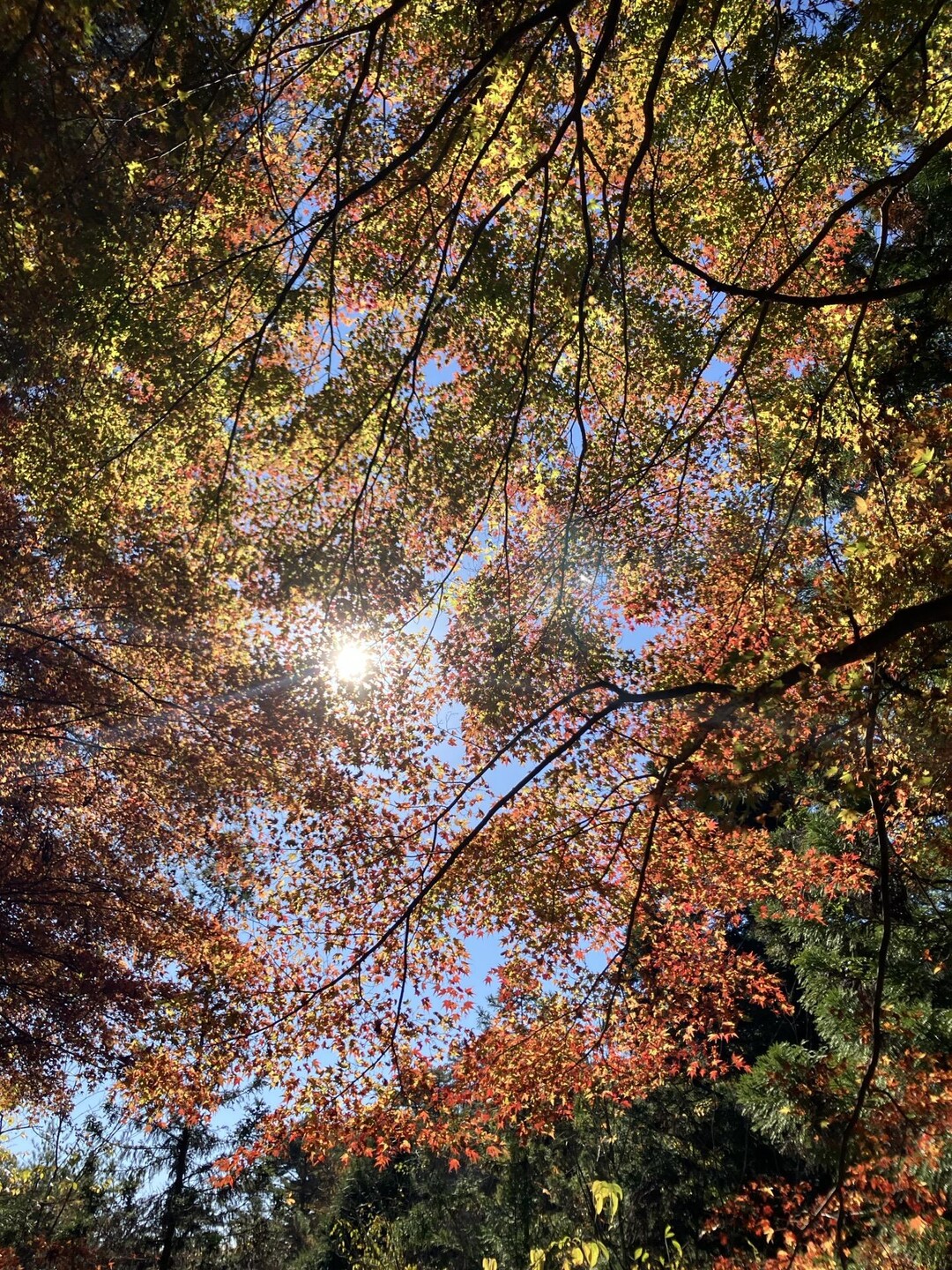 極楽寺山 / kamexさんの極楽寺山の活動データ | YAMAP / ヤマップ