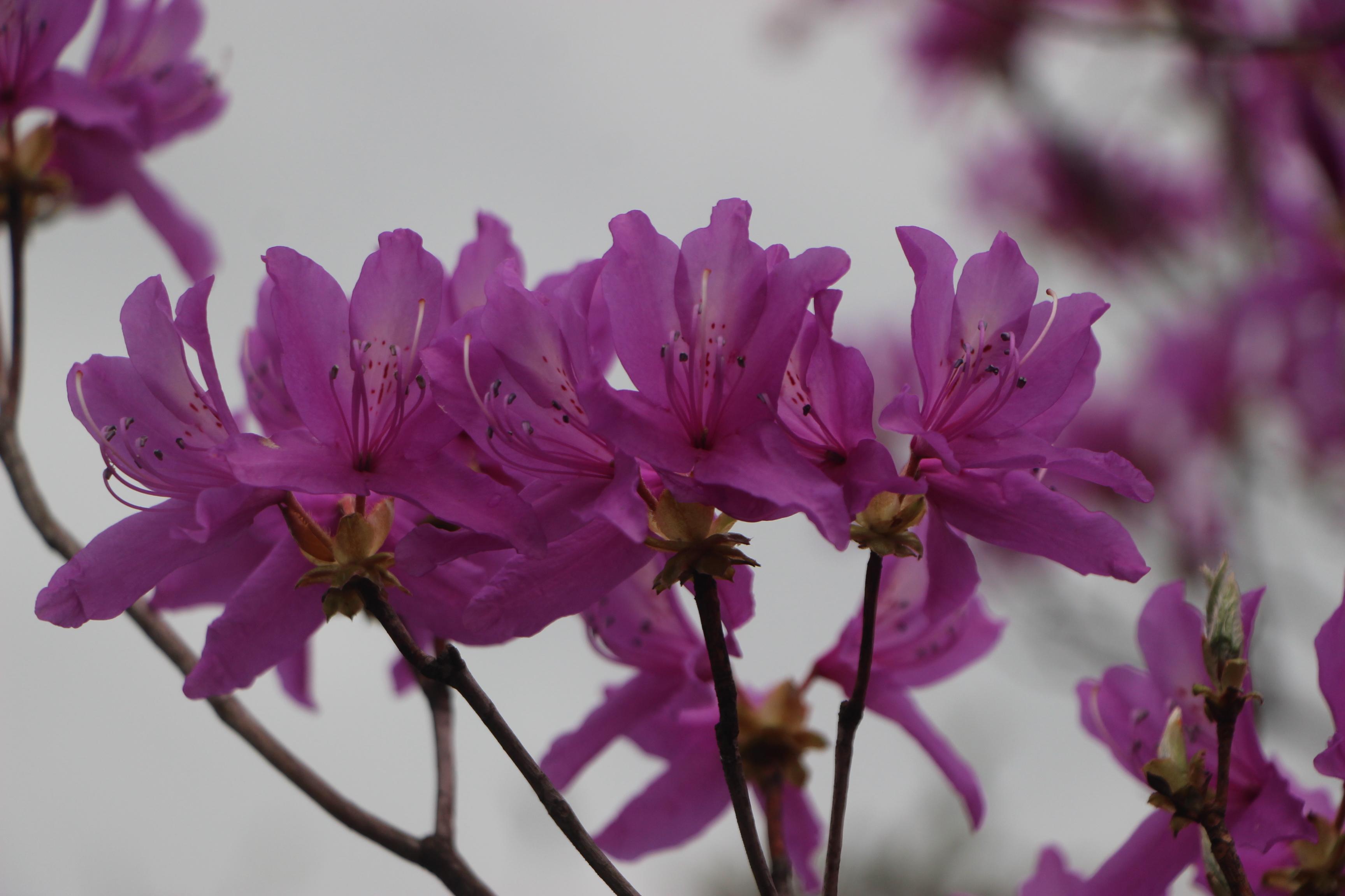ご近所の家の岩ツツジが満開になった。 こ... / MANさんのモーメント | YAMAP / ヤマップ