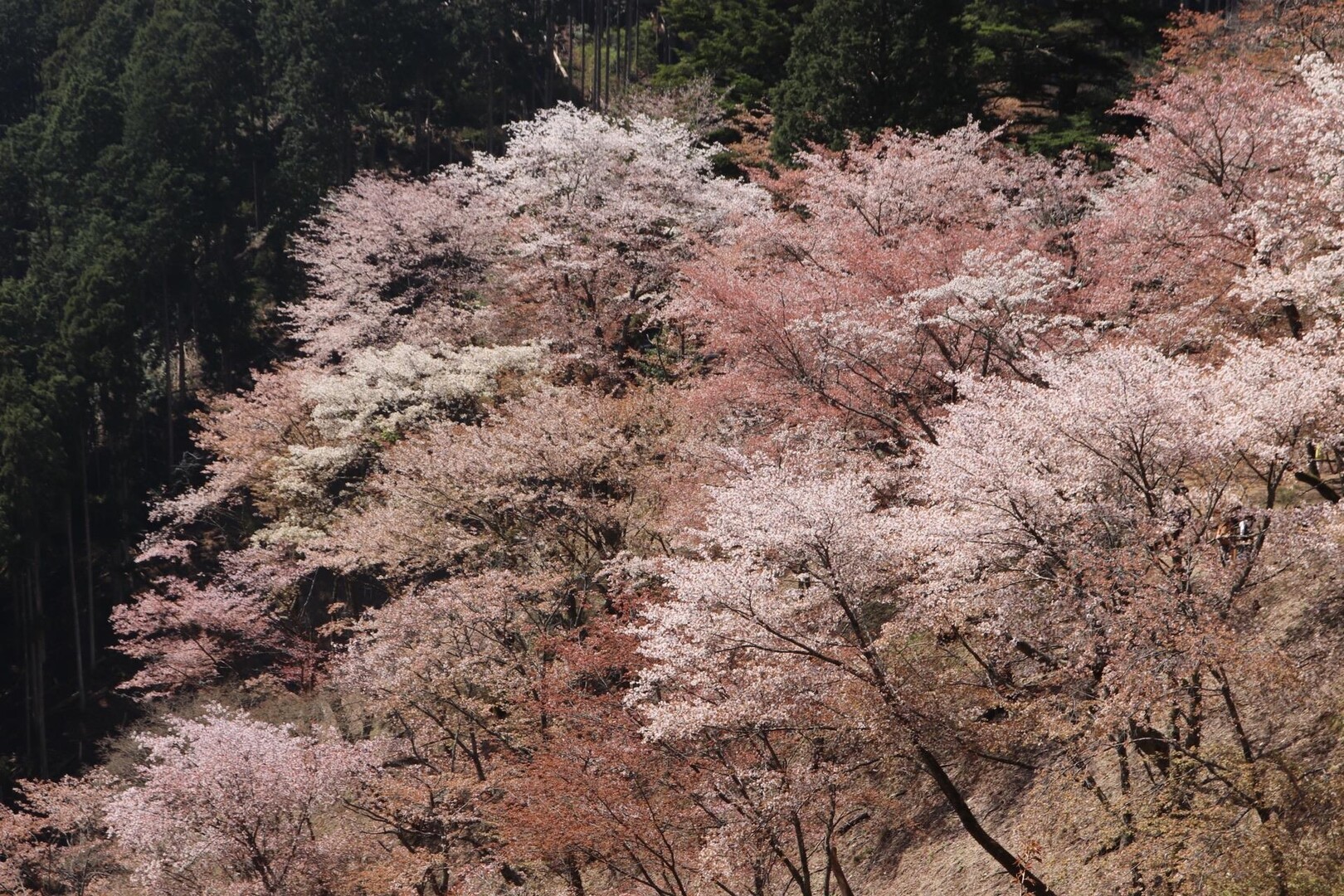 吉野山と高見の郷で花見 / kohiさんの吉野山・青根ヶ峰・百貝岳の活動データ | YAMAP / ヤマップ