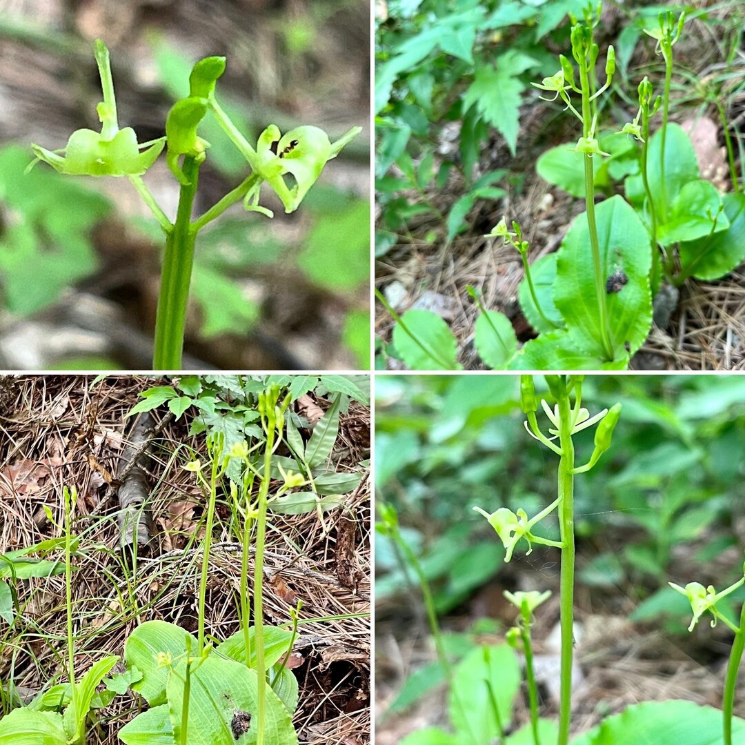 ウォーキング-2023-06-07 / w823hさんのウォーキングの活動データ | YAMAP / ヤマップ