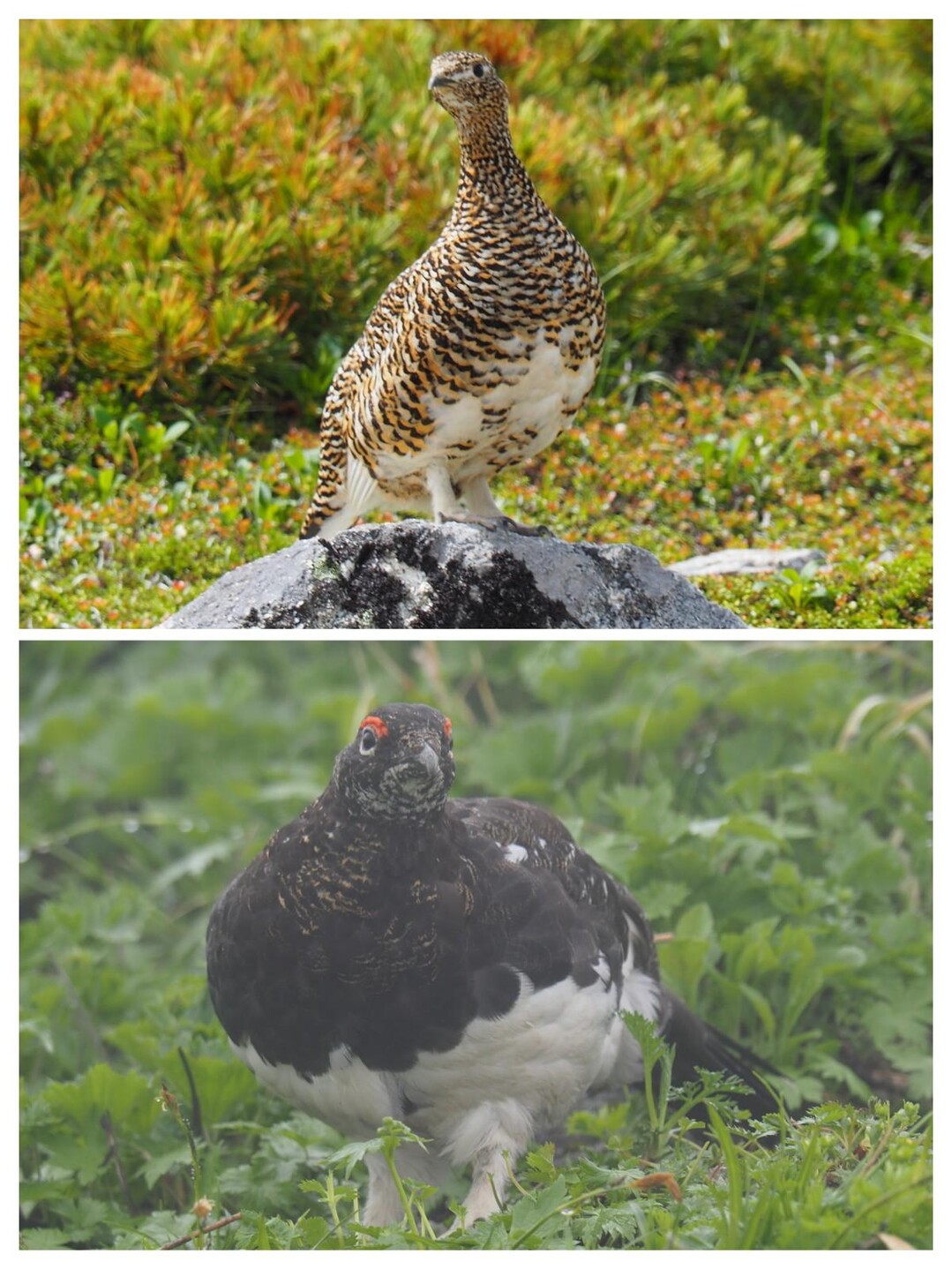 今年もありがとうございました 皆さん、... / yamarashiさんのモーメント | YAMAP / ヤマップ