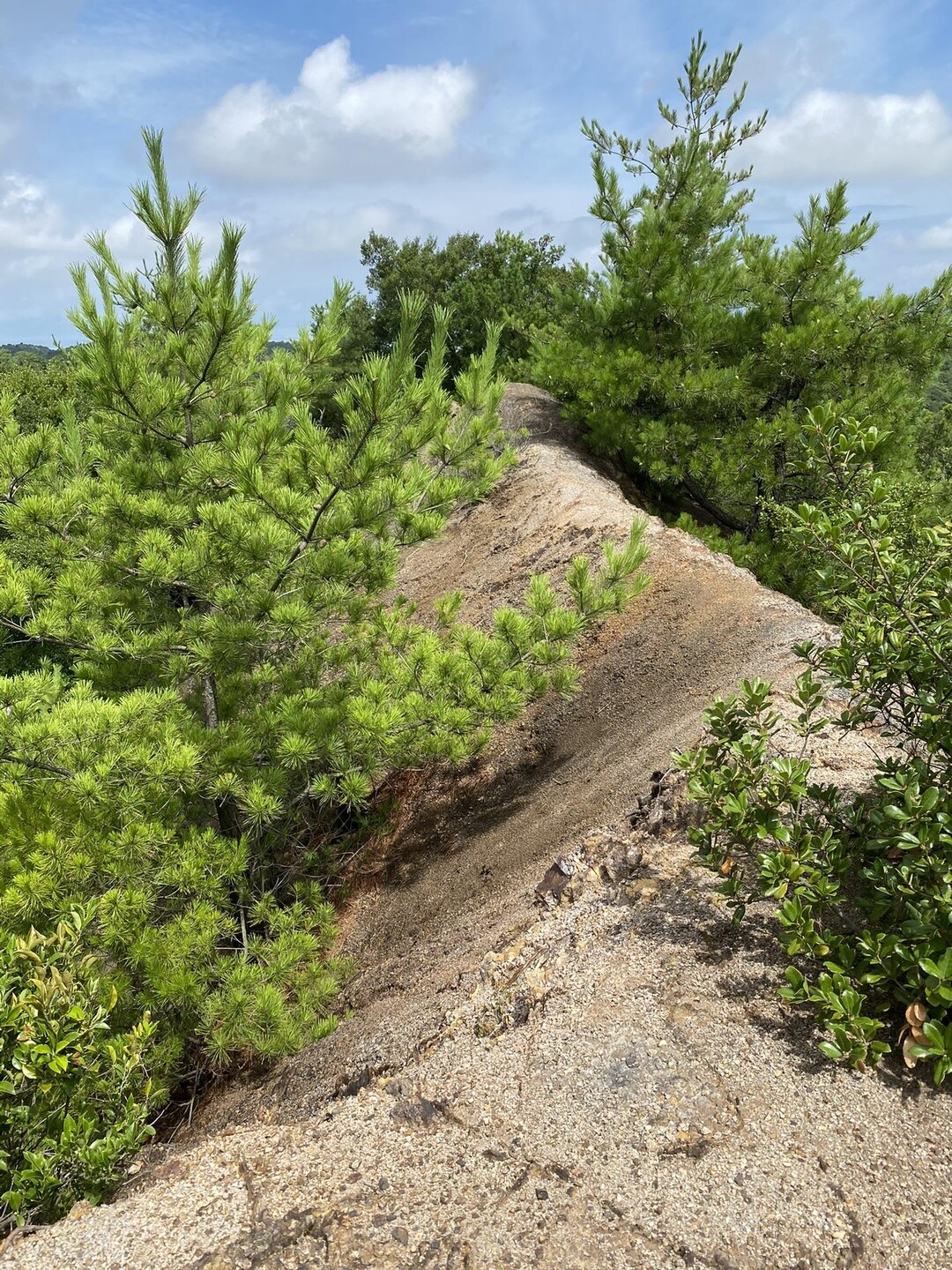 アサクサ山 VRルート / おろちんさんの紀泉アルプス・飯盛山・ボンデン山の活動データ | YAMAP / ヤマップ