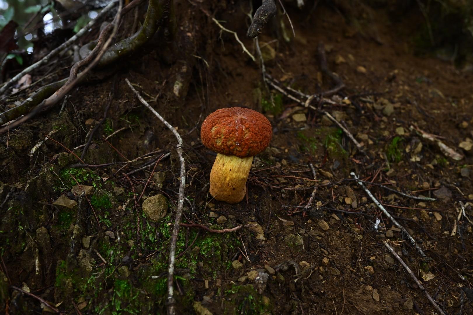 奥多摩 / ryryryryさんの大岳山・御岳山・御前山の活動データ | YAMAP / ヤマップ