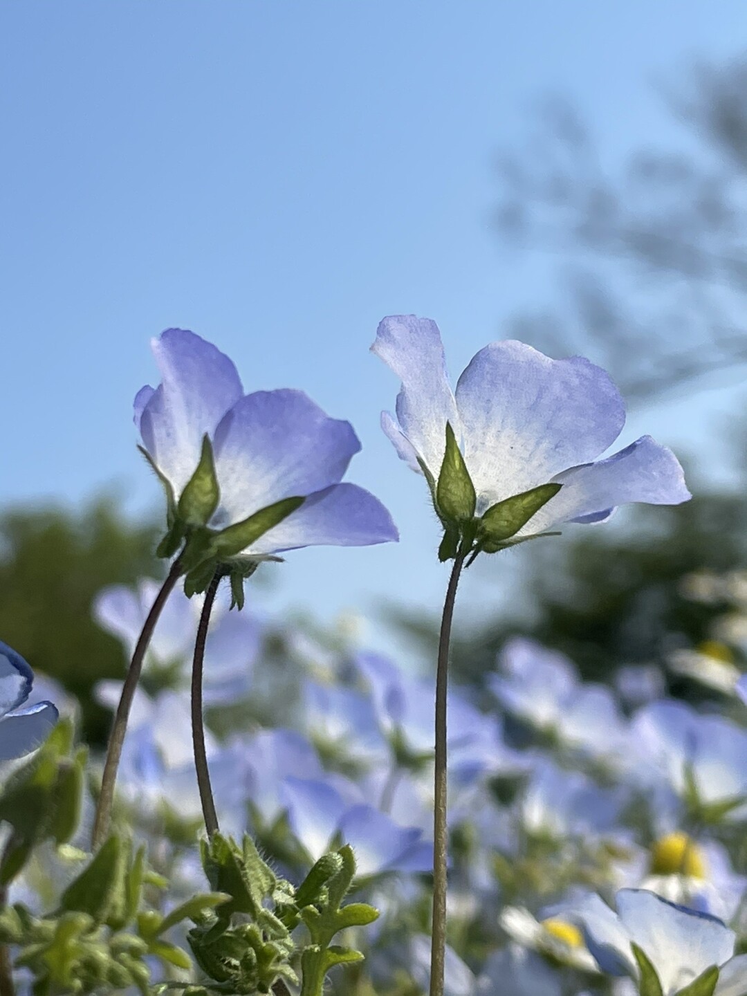 ネモフィラ💠万博記念公園 / cacoさんの吹田市の活動データ | YAMAP / ヤマップ