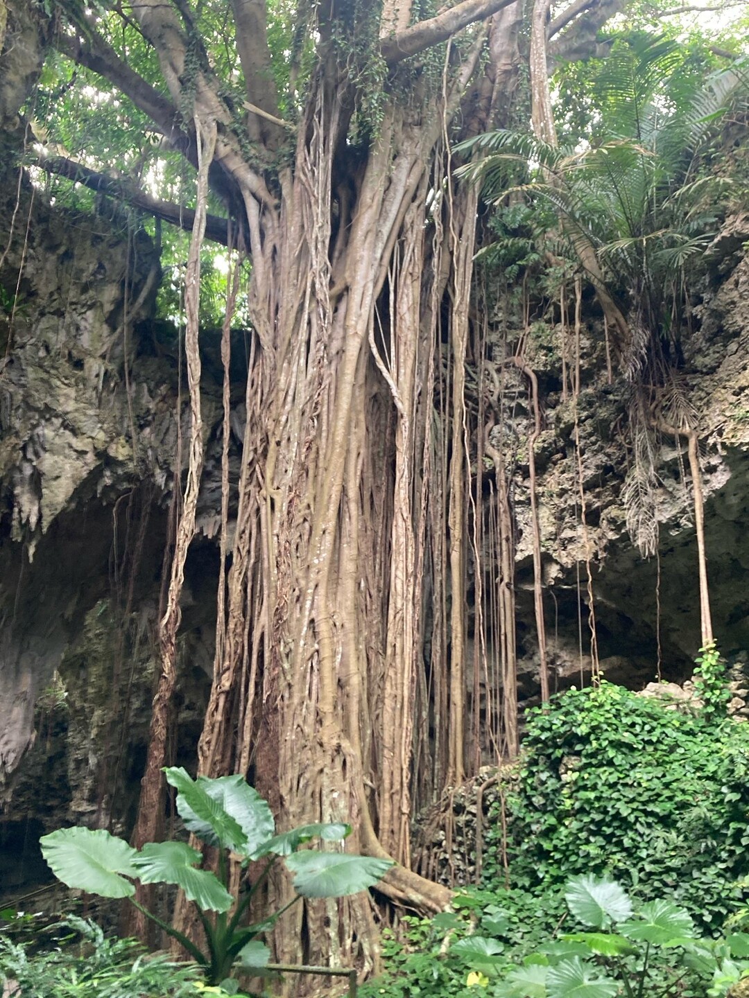 ガンガラー谷ツアー🌳 / kaz330さんのウォーキングの活動データ | YAMAP / ヤマップ