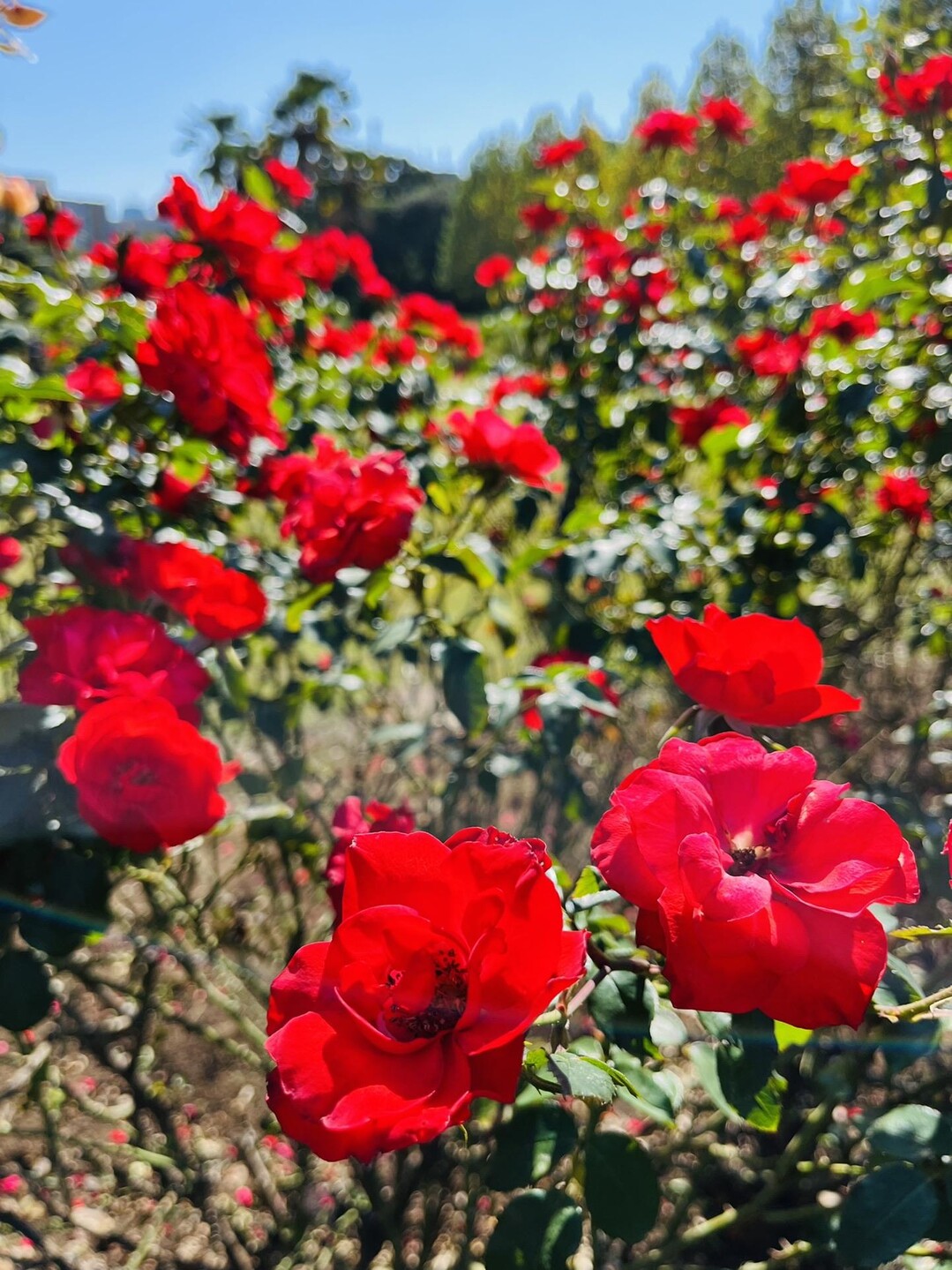 新宿御苑のバラ🌹 / SSMさんのモーメント | YAMAP / ヤマップ