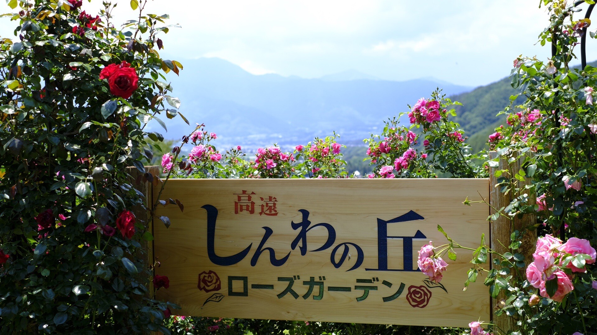 高遠しんわの丘ローズガーデンに行ってきま... / owlさんのモーメント | YAMAP / ヤマップ