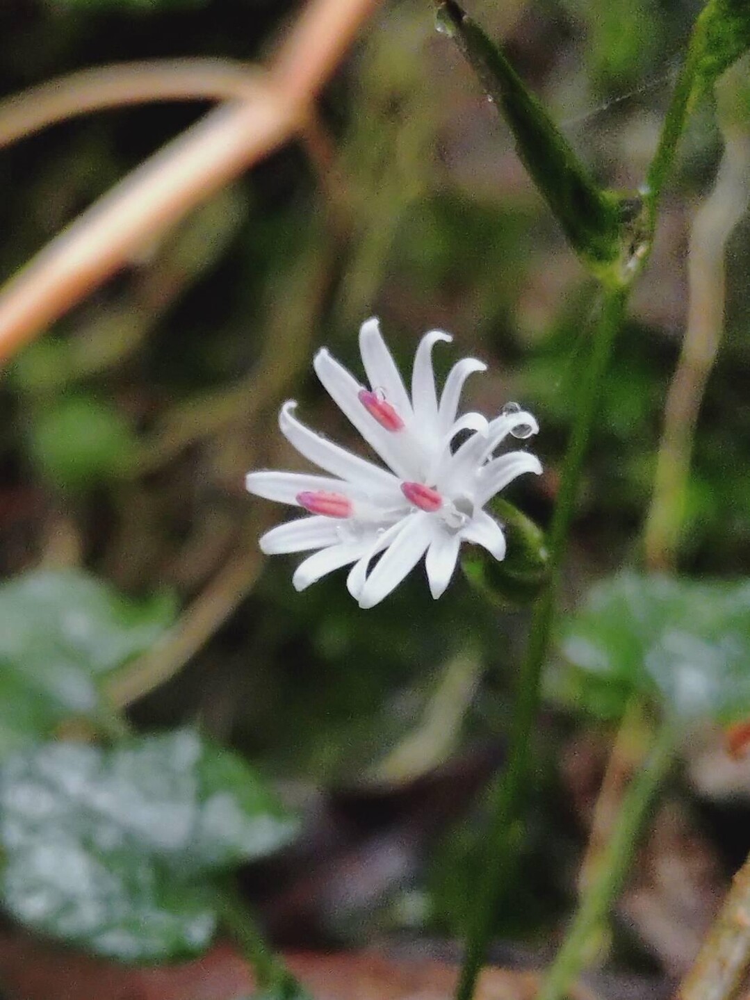 英彦山登らんヤツ😄 / akkiさんの英彦山の活動データ | YAMAP / ヤマップ